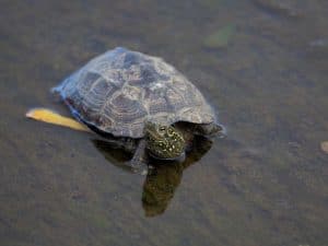 8 Types of Aquatic Turtles (With Pictures) - Reptiles Hub