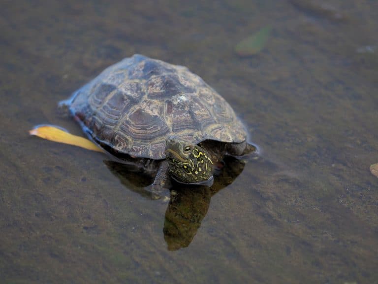 8 Types of Aquatic Turtles (With Pictures) - Reptiles Hub