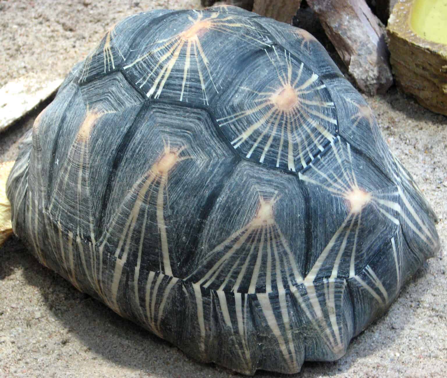 24 Types of Land Turtles (With Pictures) - Reptiles Hub