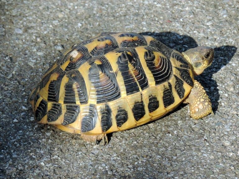 24 Types of Land Turtles (With Pictures) - Reptiles Hub