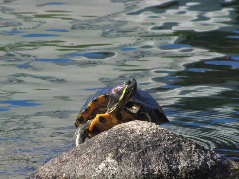 8 Types of Aquatic Turtles (With Pictures) - Reptiles Hub