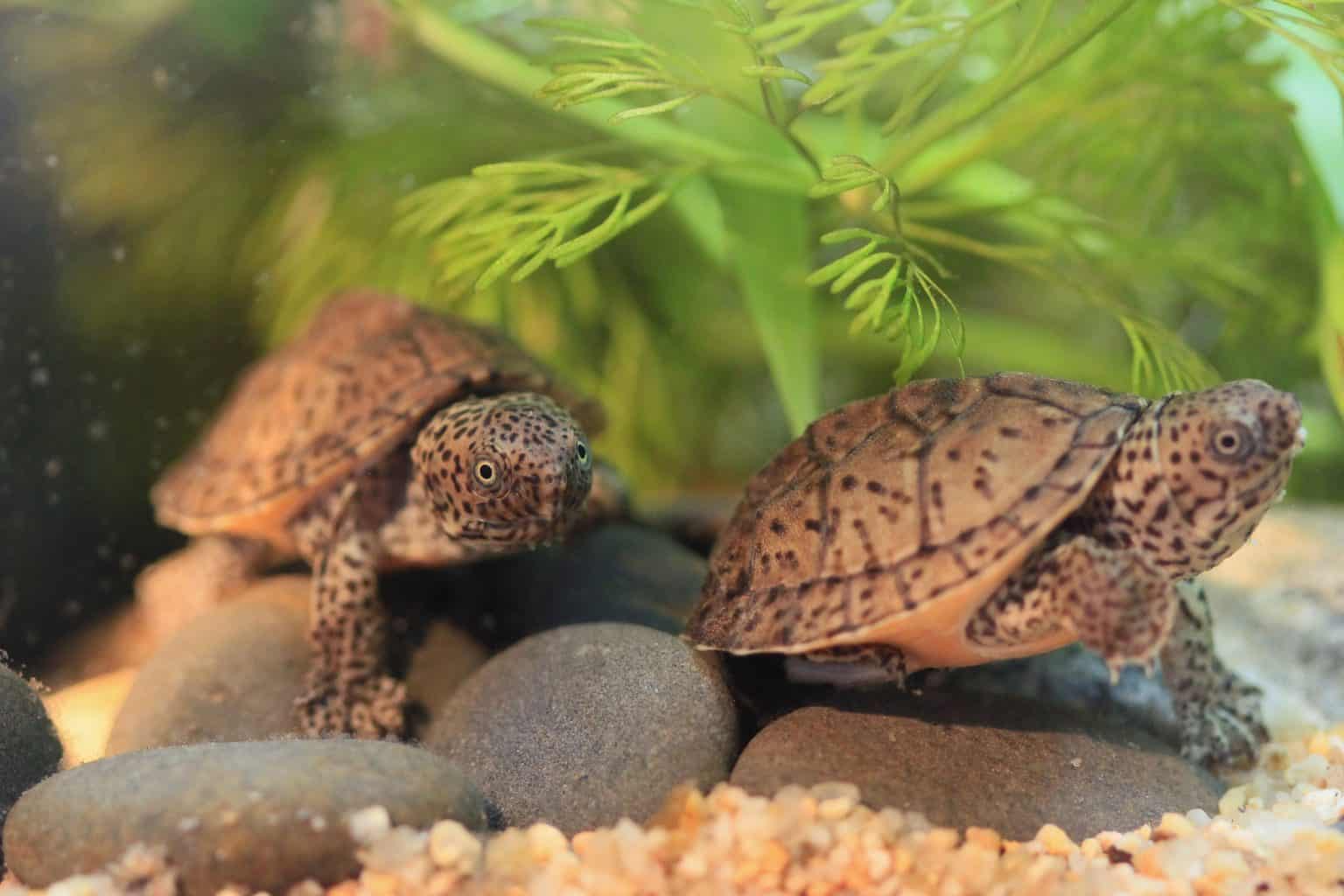 8 Types of Aquatic Turtles (With Pictures) - Reptiles Hub