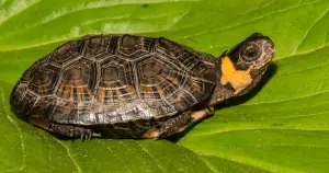 What Color Are Turtles? A Detailed Look at their Diversity in Colors ...