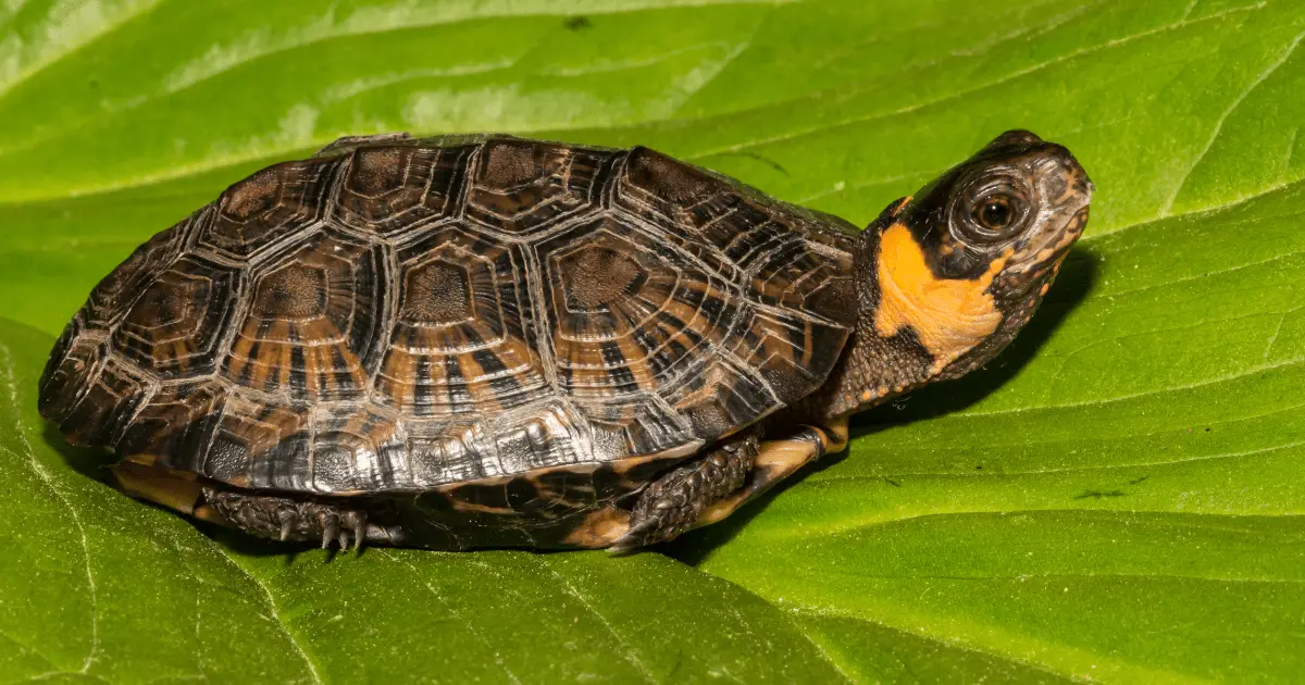What Color Are Turtles? A Detailed Look at their Diversity in Colors ...
