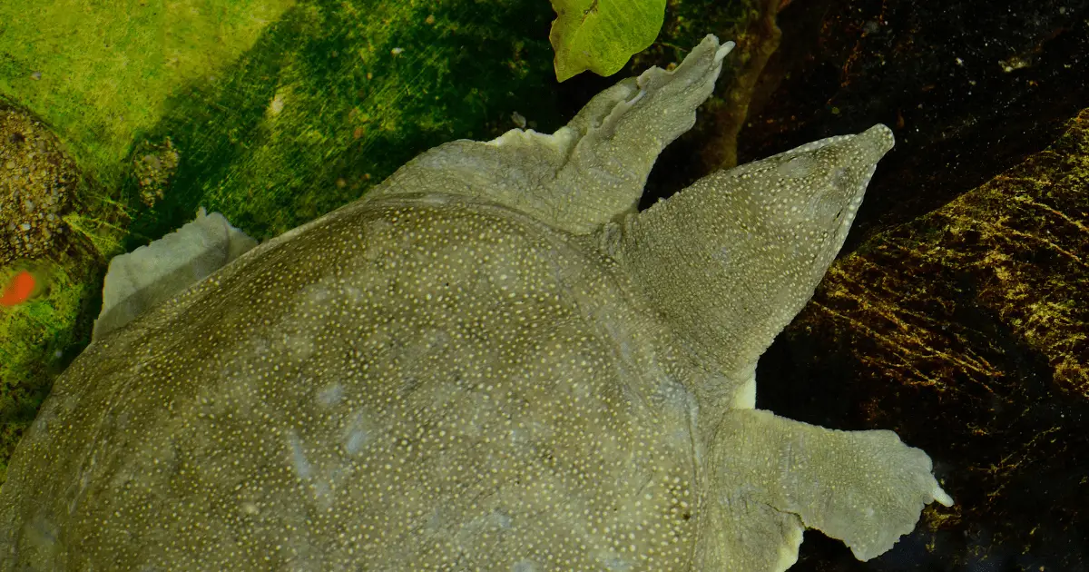 45 Types of Semi-Aquatic Turtles (Plus Helpful Overview of Each Type ...