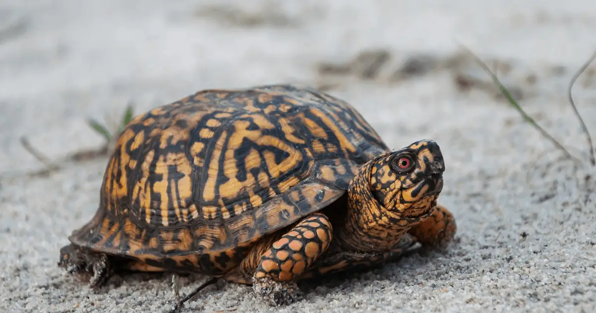 17 Turtle Species That Stay Small - All You Need to Know - Reptiles Hub