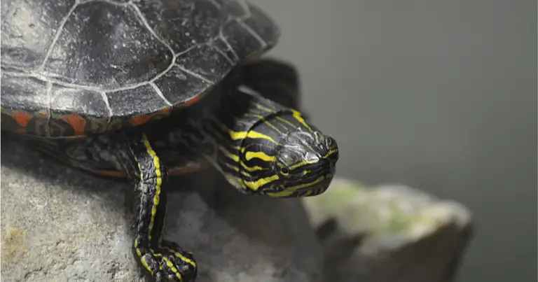 45 Types of Semi-Aquatic Turtles (Plus Helpful Overview of Each Type ...