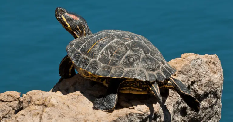 17 Turtle Species That Stay Small - All You Need to Know - Reptiles Hub