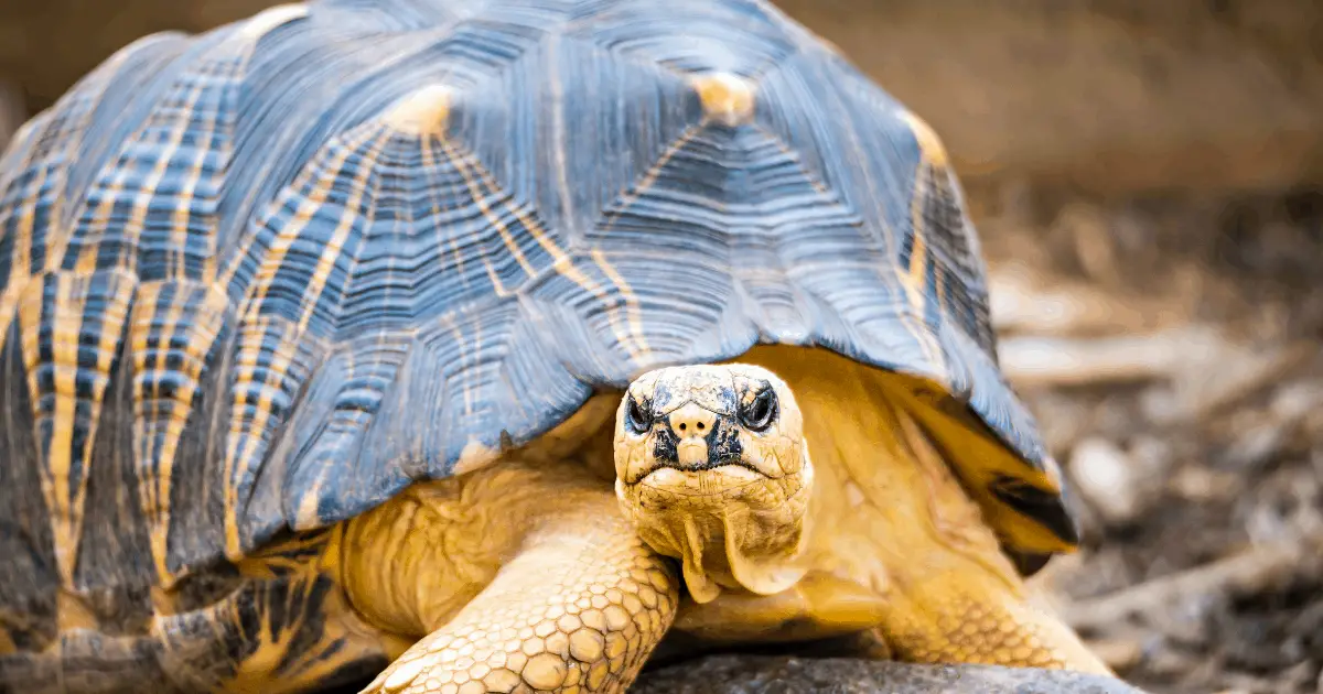 45 Types of Semi-Aquatic Turtles (Plus Helpful Overview of Each Type ...