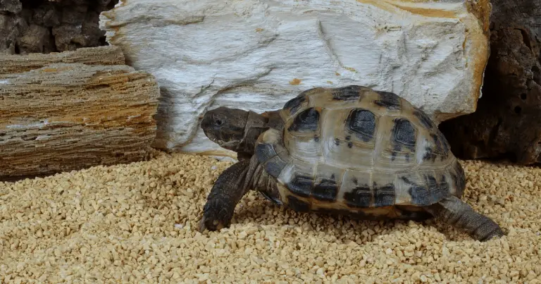 Russian Tortoise (Complete Guide): Expert Care Tips & Essentials ...
