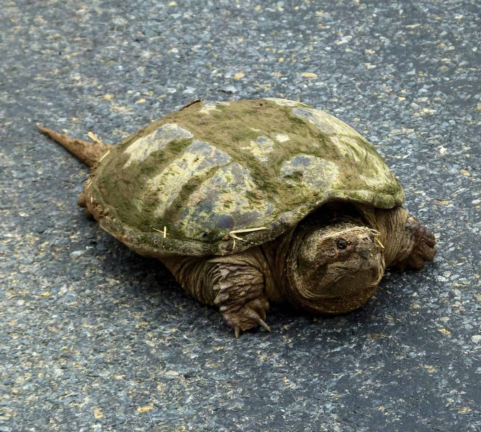 (Ultimate Guide) Snapping Turtles: Everything You Need to Know ...