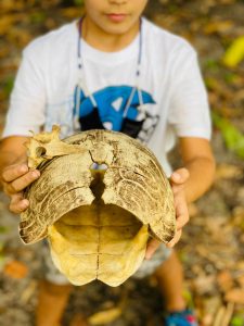 Are Turtles Born with Shells? Exploring Turtle Shell Facts and Myths ...