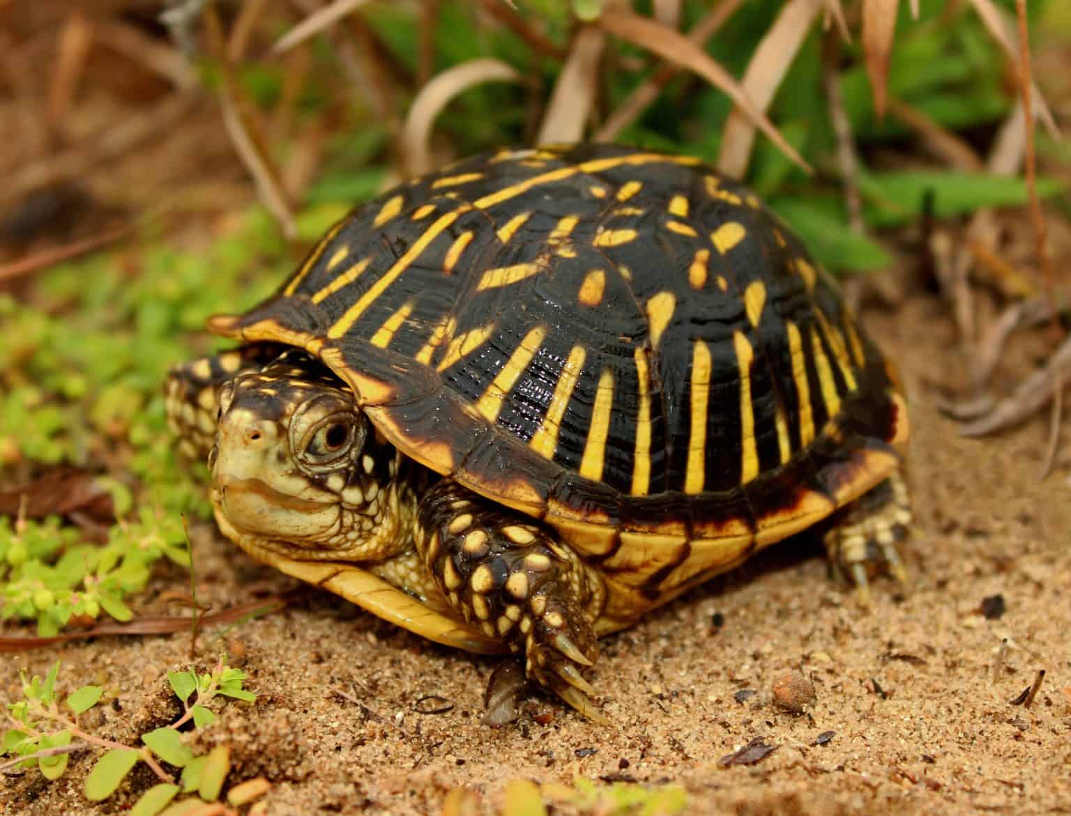 Native Turtles of Texas: A Comprehensive Guide to the State's Turtle ...