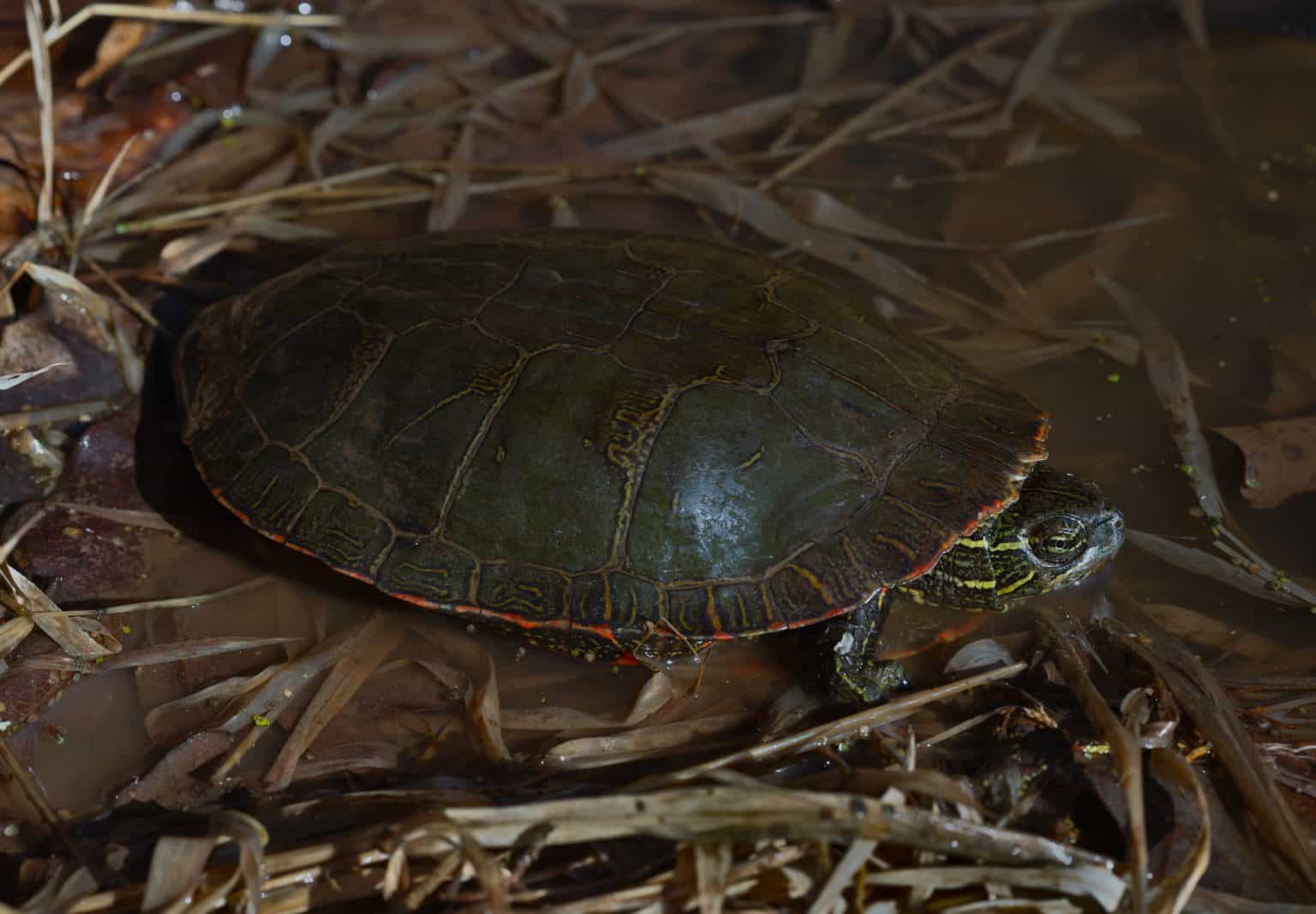 Native Turtles of Texas: A Comprehensive Guide to the State's Turtle ...