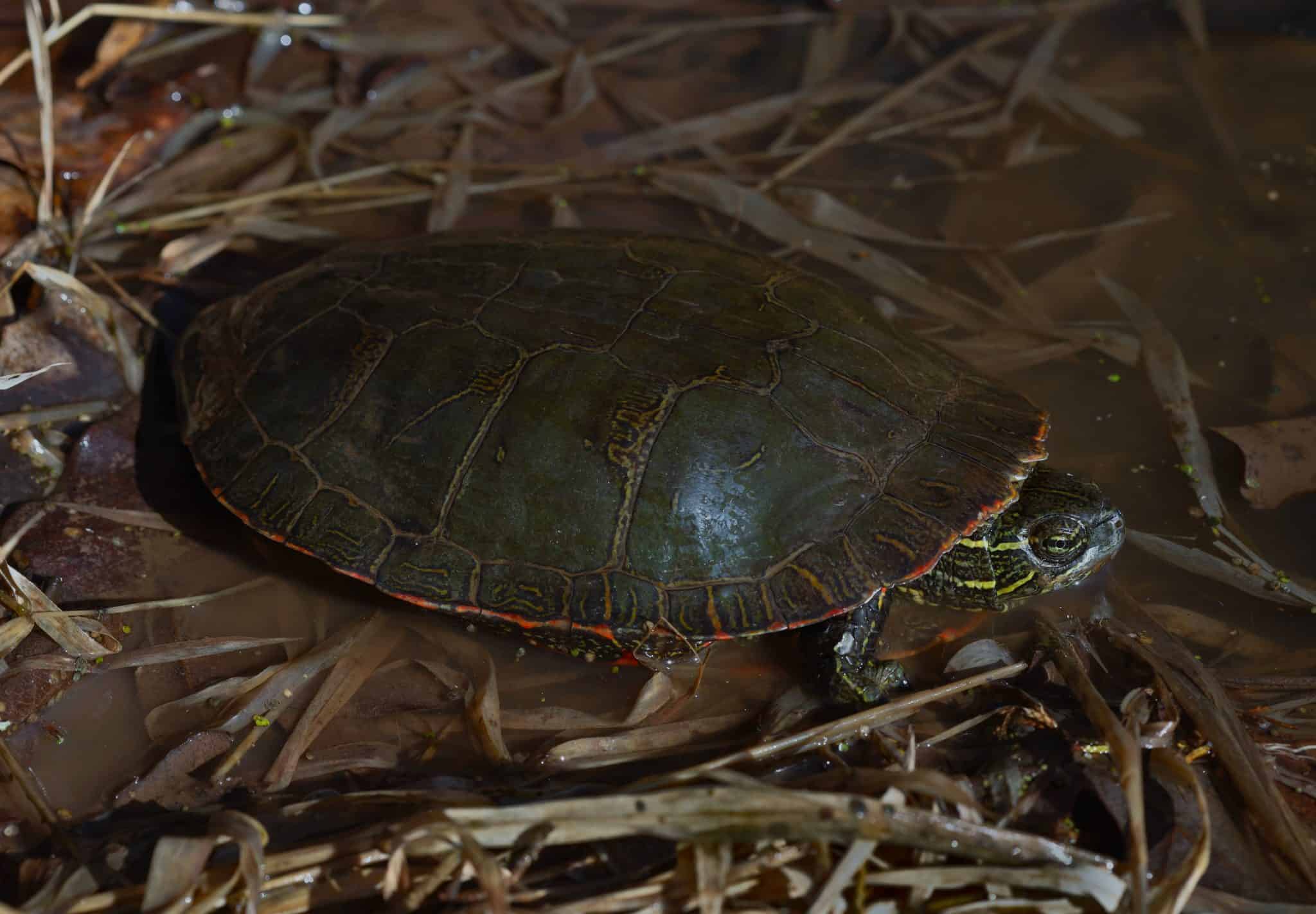 Native Turtles of Texas: A Comprehensive Guide to the State's Turtle ...