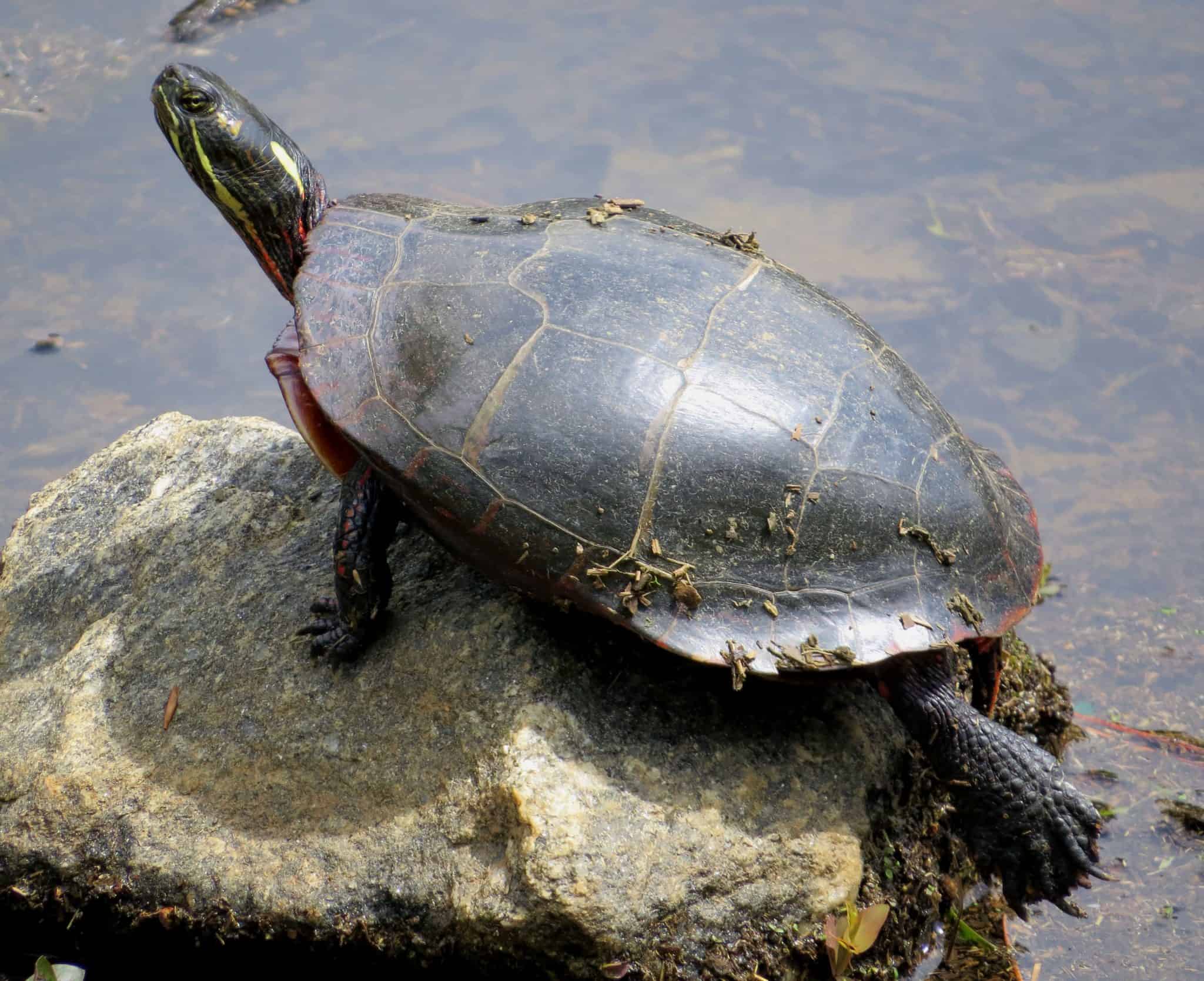 Native Turtles of Texas: A Comprehensive Guide to the State's Turtle ...