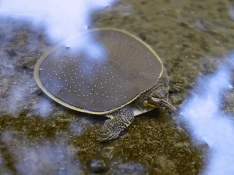 Native Turtles of Texas: A Comprehensive Guide to the State's Turtle Species - Reptiles Hub