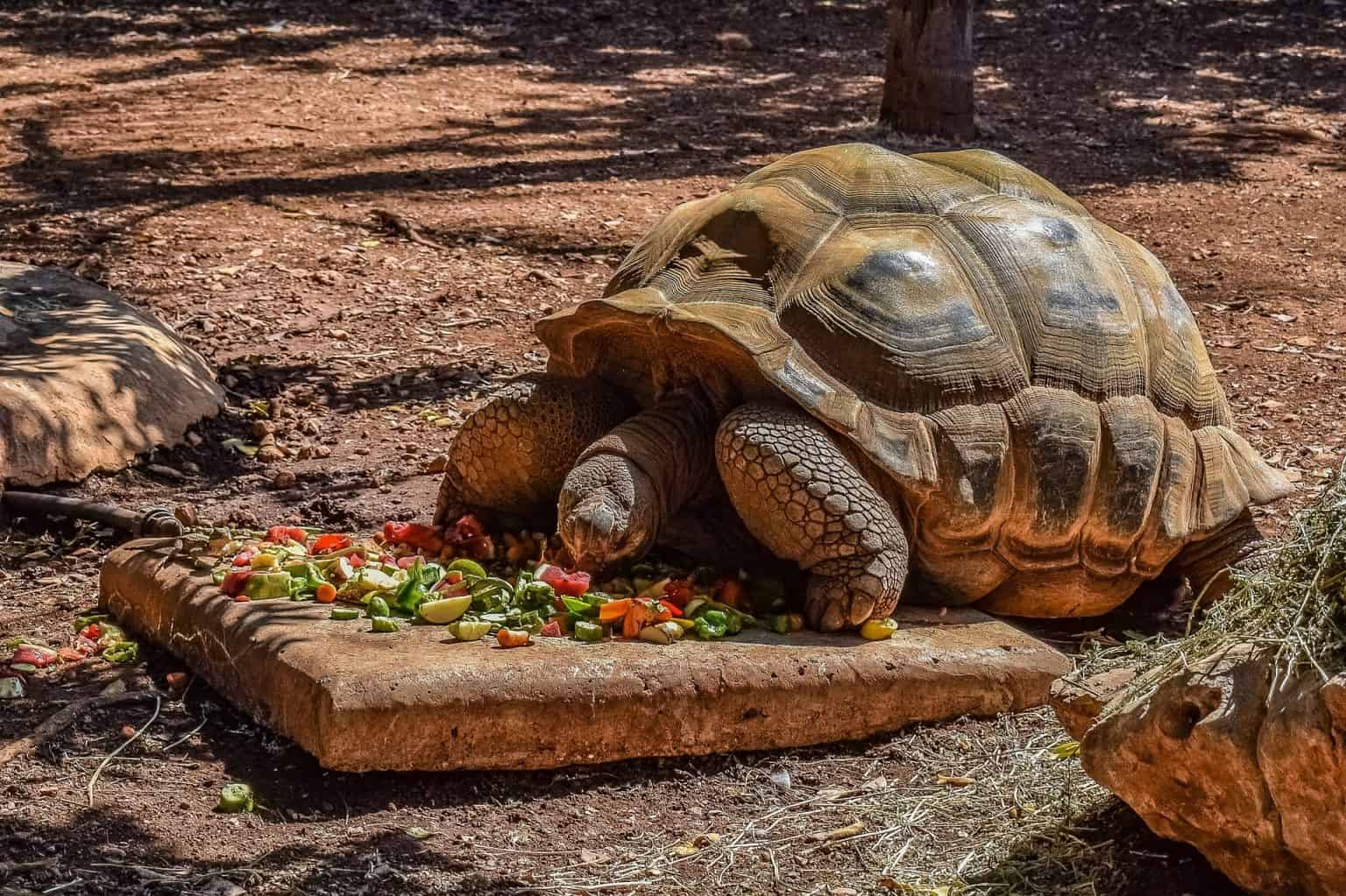 Are Turtles Omnivores, Herbivores, or Carnivores? - Reptiles Hub