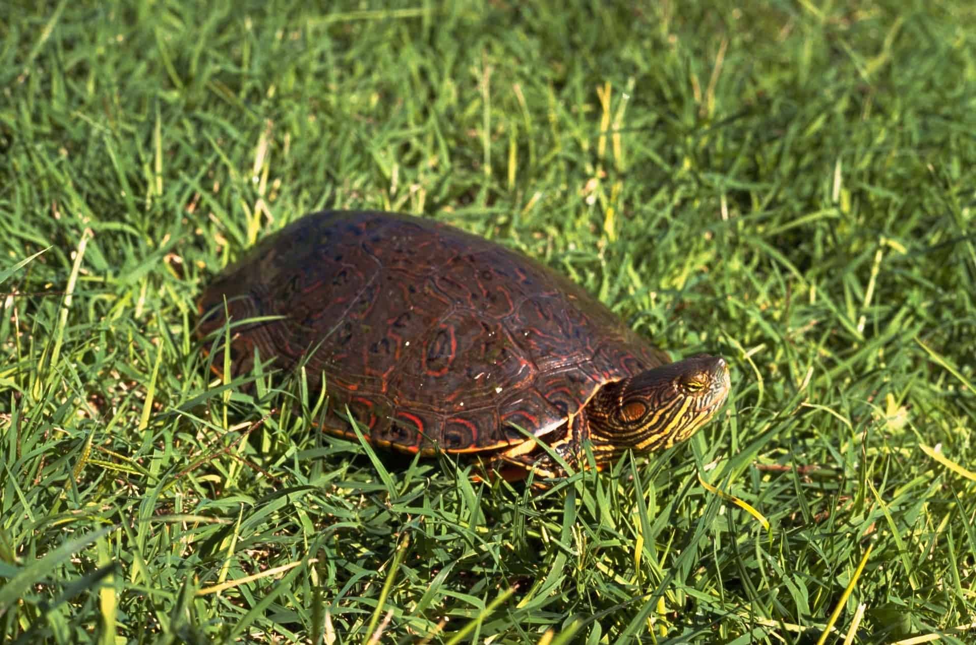 Native Turtles of Texas: A Comprehensive Guide to the State's Turtle ...