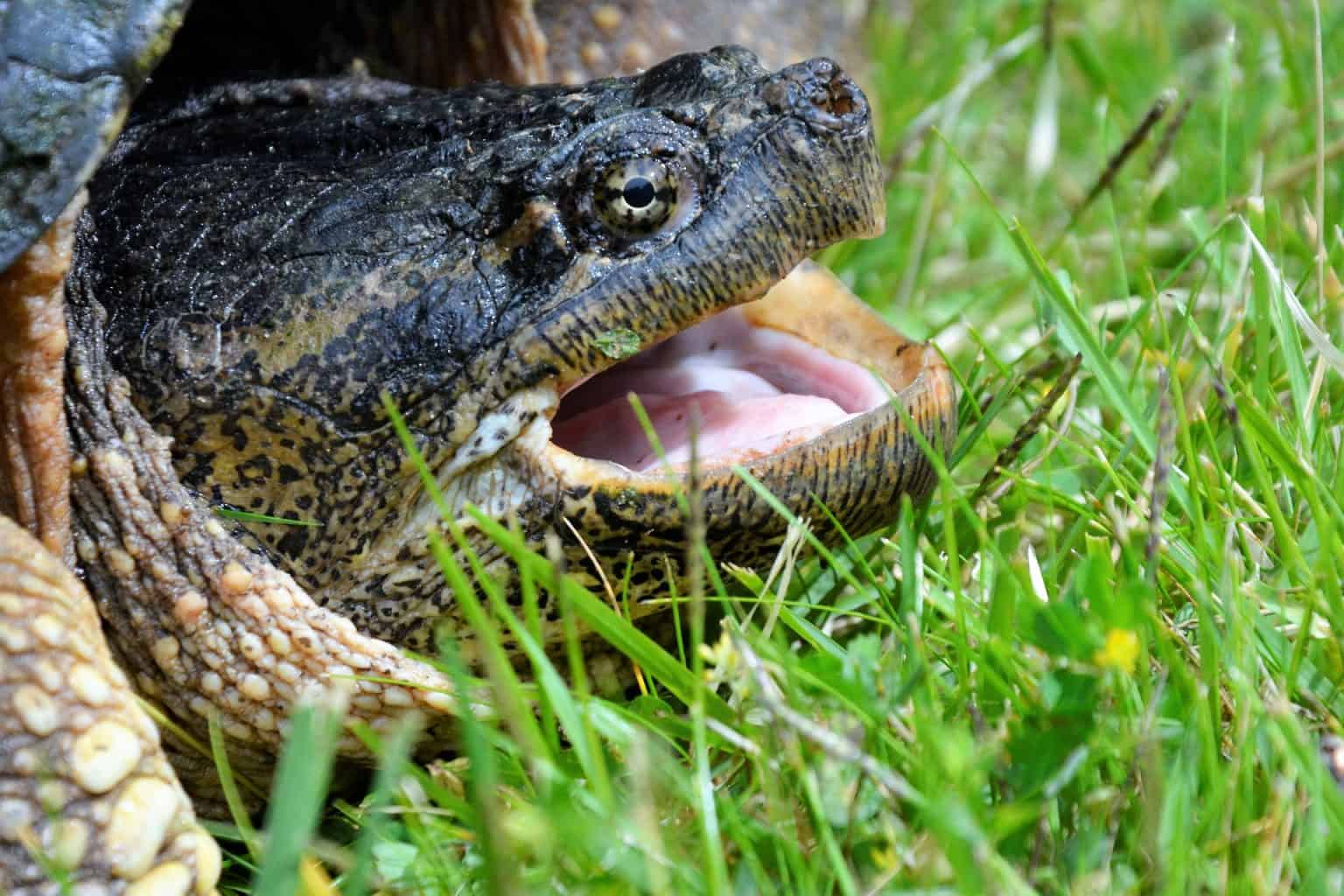 Can a Snapping Turtle Bite a Finger Off? The Facts and Tips You Need to ...