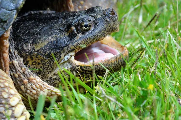 Can a Snapping Turtle Bite a Finger Off? The Facts and Tips You Need to ...