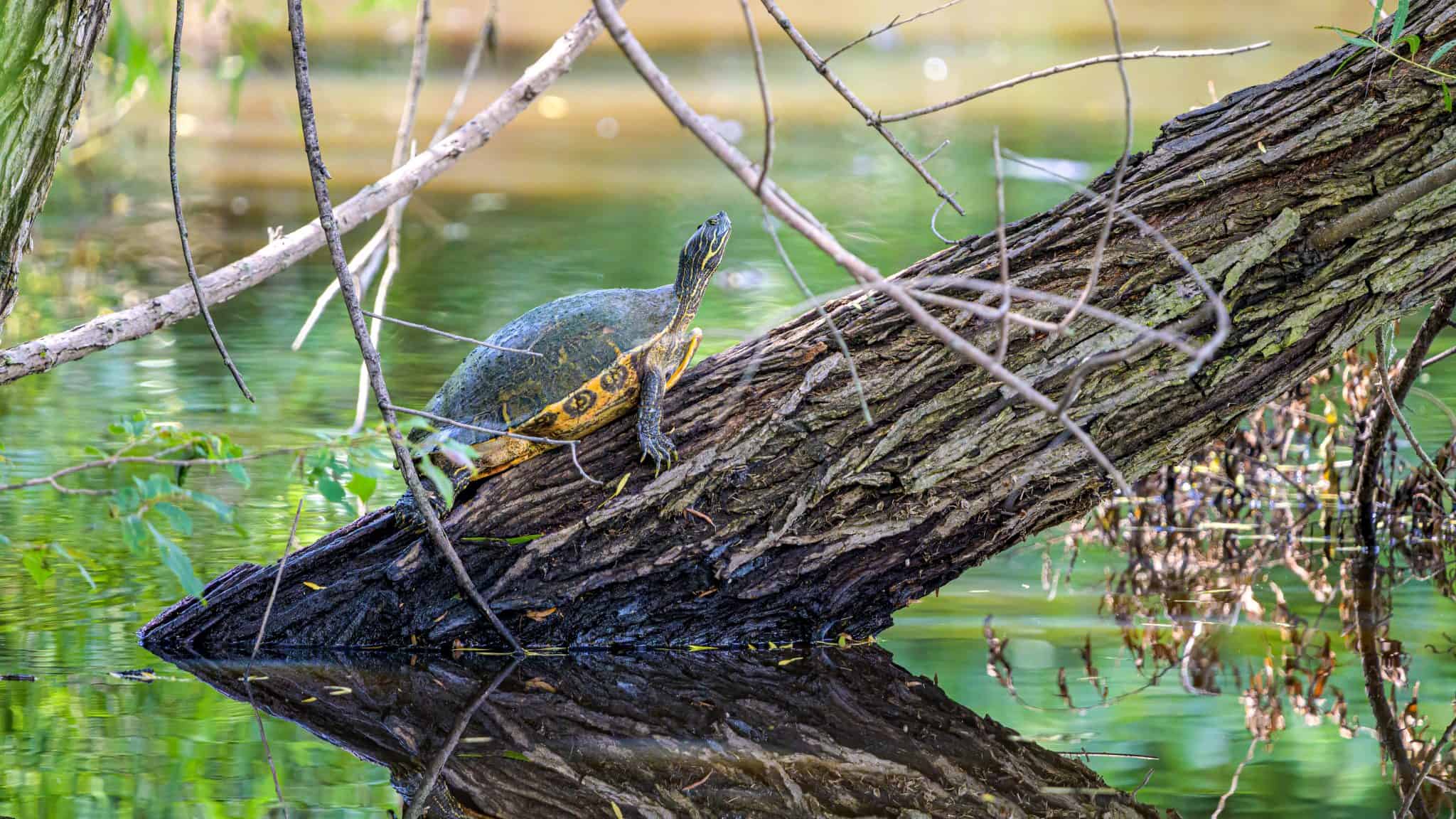 Native Turtles of Texas: A Comprehensive Guide to the State's Turtle ...