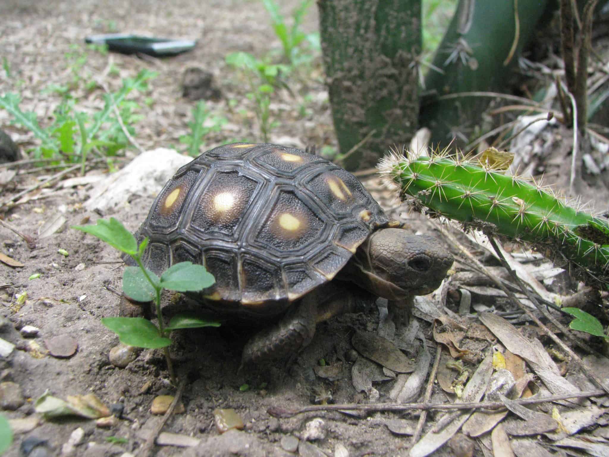 Native Turtles of Texas: A Comprehensive Guide to the State's Turtle ...