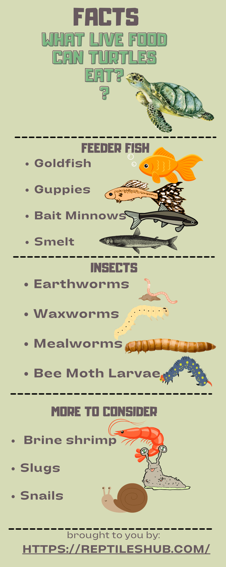 What Do Turtles Eat? (Plus Infographics) - Reptiles Hub