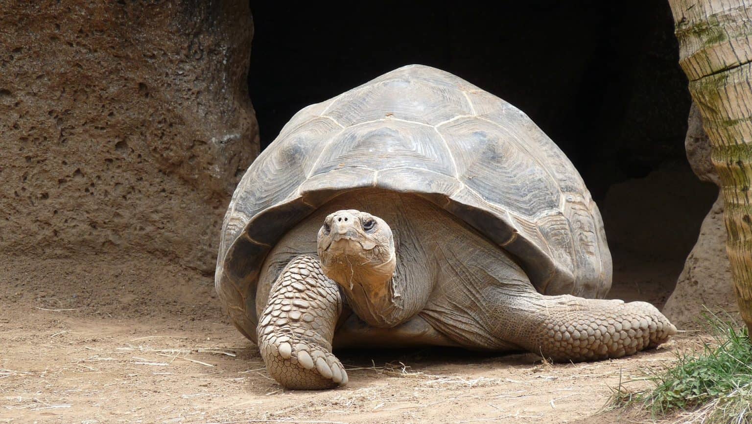 Why Do Turtles Dig Holes? a Look at The Facts - Reptiles Hub