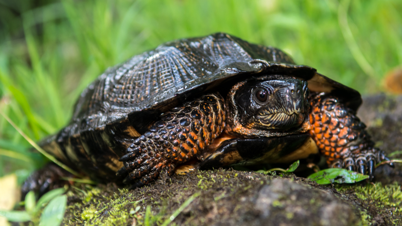 17 Turtle Species That Stay Small - All You Need to Know - Reptiles Hub
