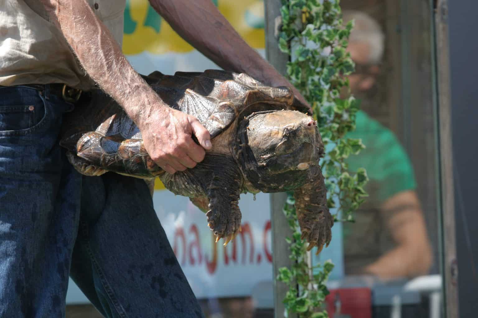Native Turtles of Texas: A Comprehensive Guide to the State's Turtle ...