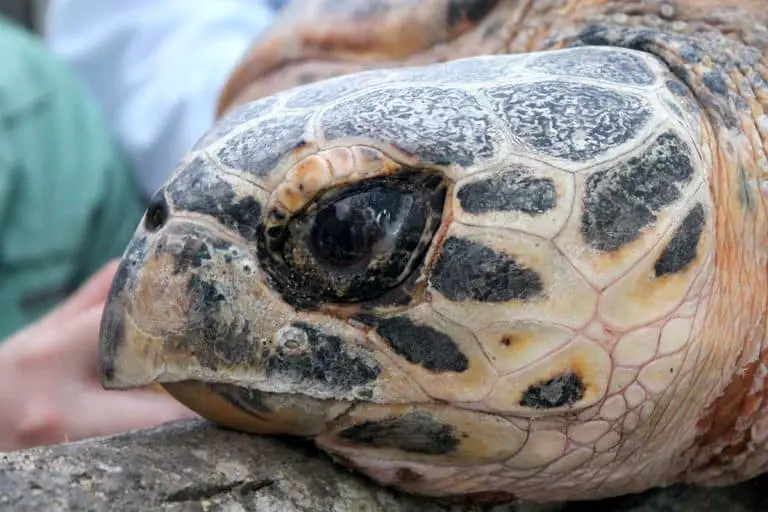 Uncovering the Mystery: Are Turtles Color Blind? - Reptiles Hub