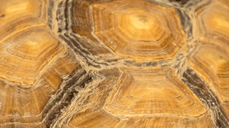 Do Turtles Have Scales? - Reptiles Hub