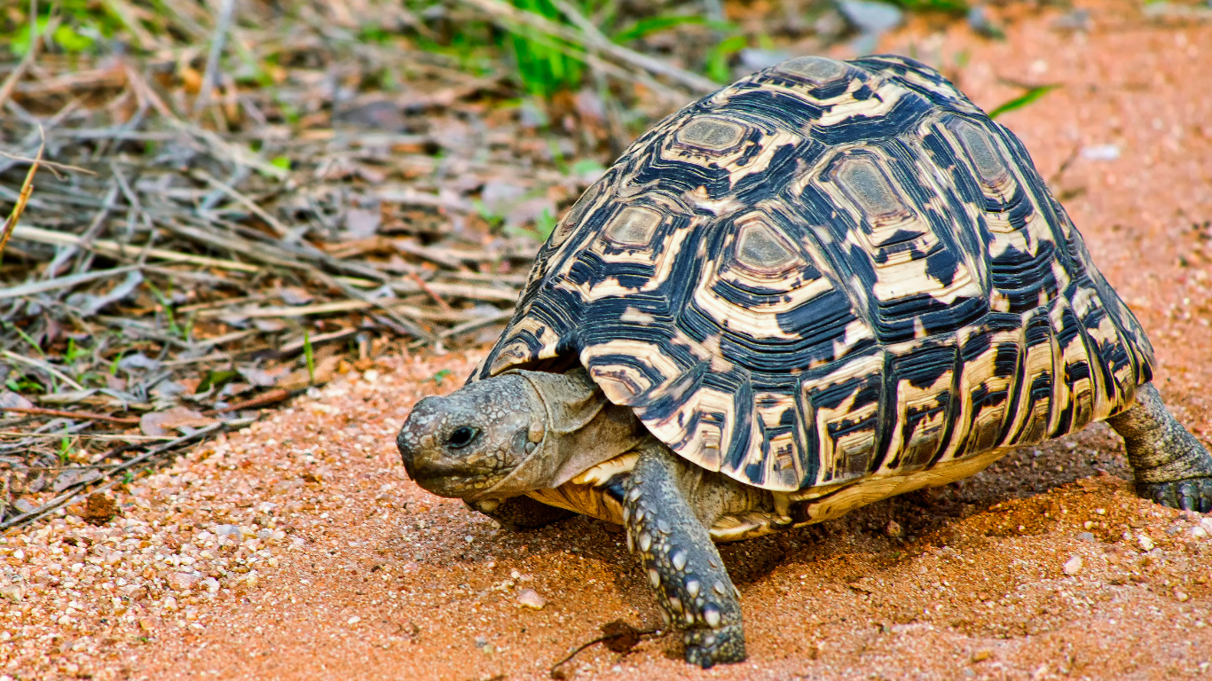 17 Turtle Species That Stay Small - All You Need to Know - Reptiles Hub