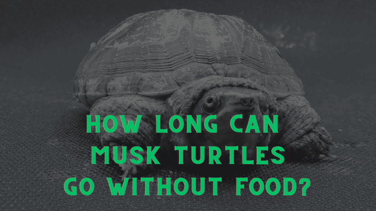 Do Turtles Have Gills? Unraveling the Mysteries of Turtle Respiration ...