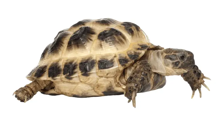 Russian Tortoise (Complete Guide): Expert Care Tips & Essentials ...