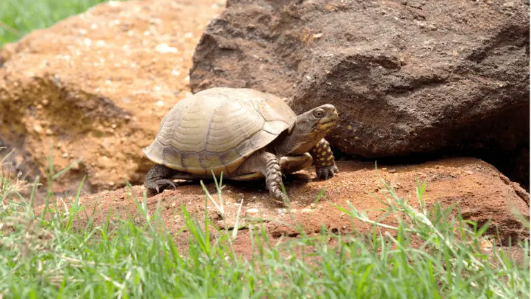 Three Toed Box Turtle Comprehensive Guide: Everything You Need to Know ...