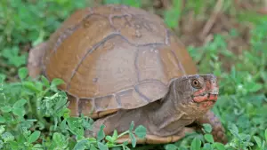 Three Toed Box Turtle Comprehensive Guide: Everything You Need to Know ...