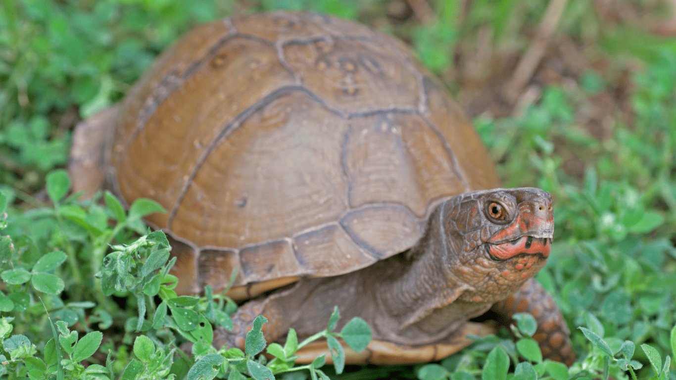 Three Toed Box Turtle Comprehensive Guide: Everything You Need to Know ...