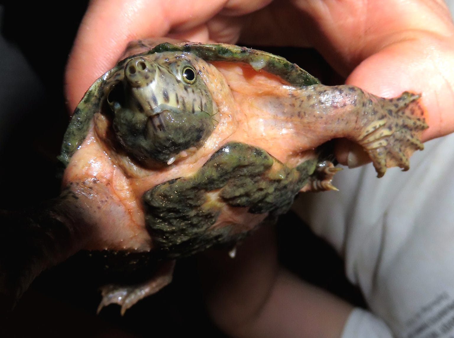 Razorback Musk Turtle Comprehensive Guide: Everything You Need to Know ...